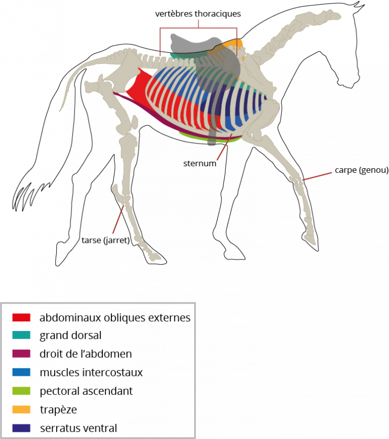 La sangle du cheval : comment choisir ? - On vous explique