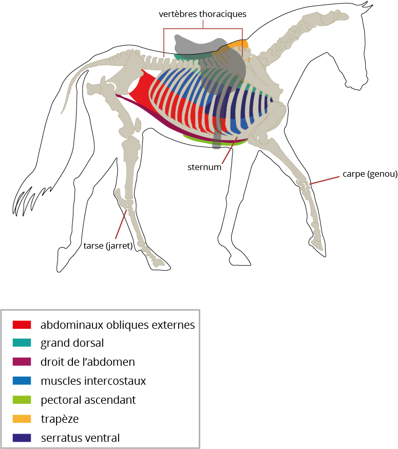 La sangle du cheval : comment choisir ? - On vous explique