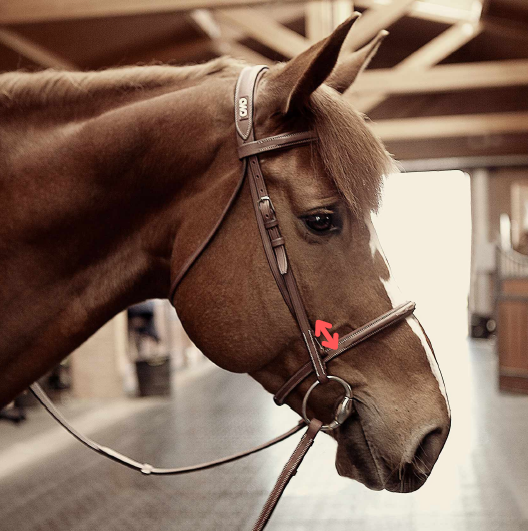 Le filet du cheval, comment l'adapter ? - HorseLab Bien s'équiper