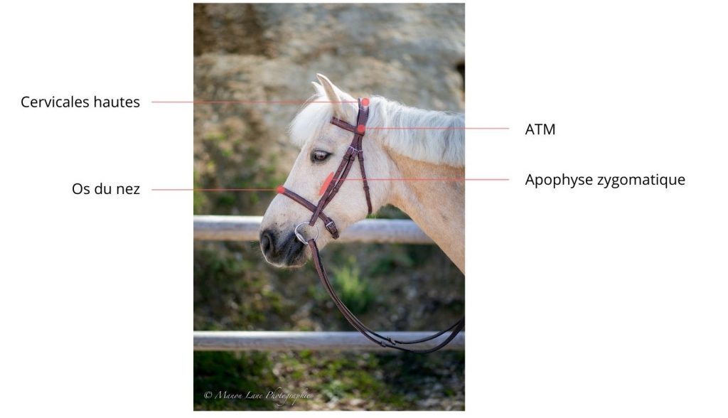 Le filet du cheval, comment l'adapter ? - HorseLab Bien s'équiper