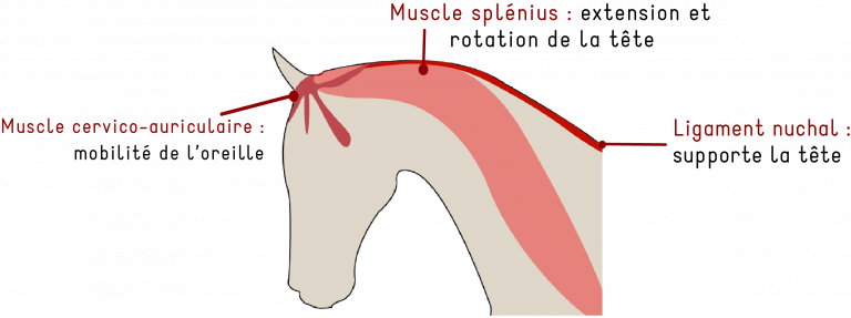 Le filet du cheval, comment l'adapter ? - HorseLab Bien s'équiper