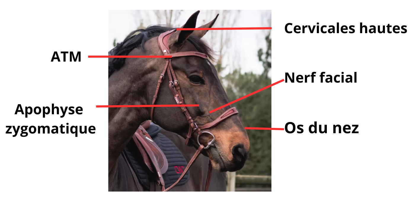 Le filet du cheval, comment l'adapter ? - HorseLab Bien s'équiper