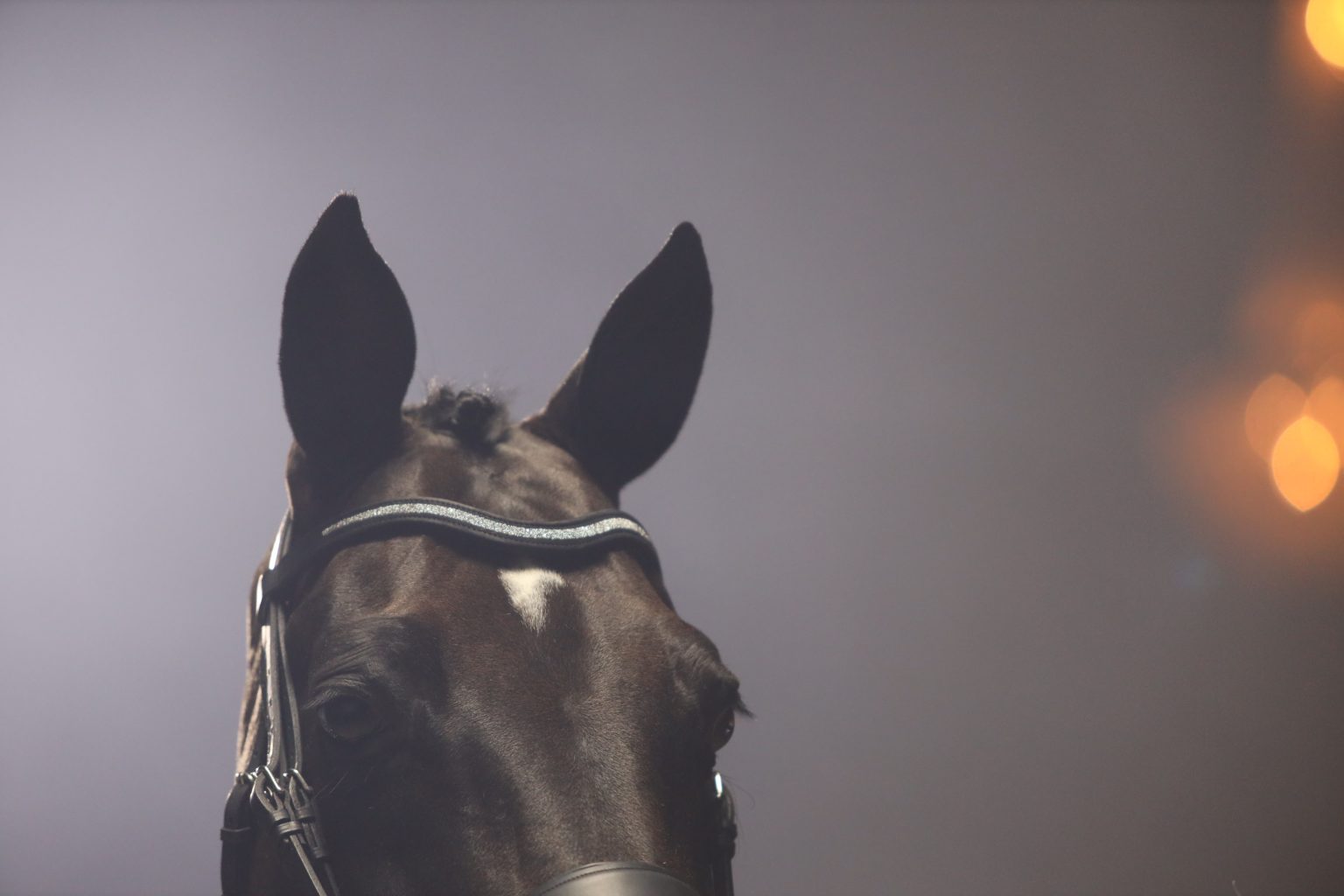 La sangle anatomique pour son cheval : les avantages - HorseLab