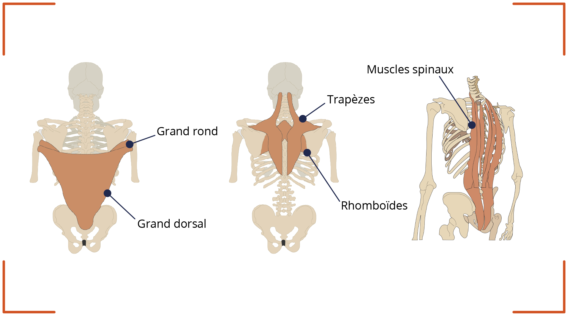 Les clefs du renforcement musculaire pour les cavaliers - HorseLab