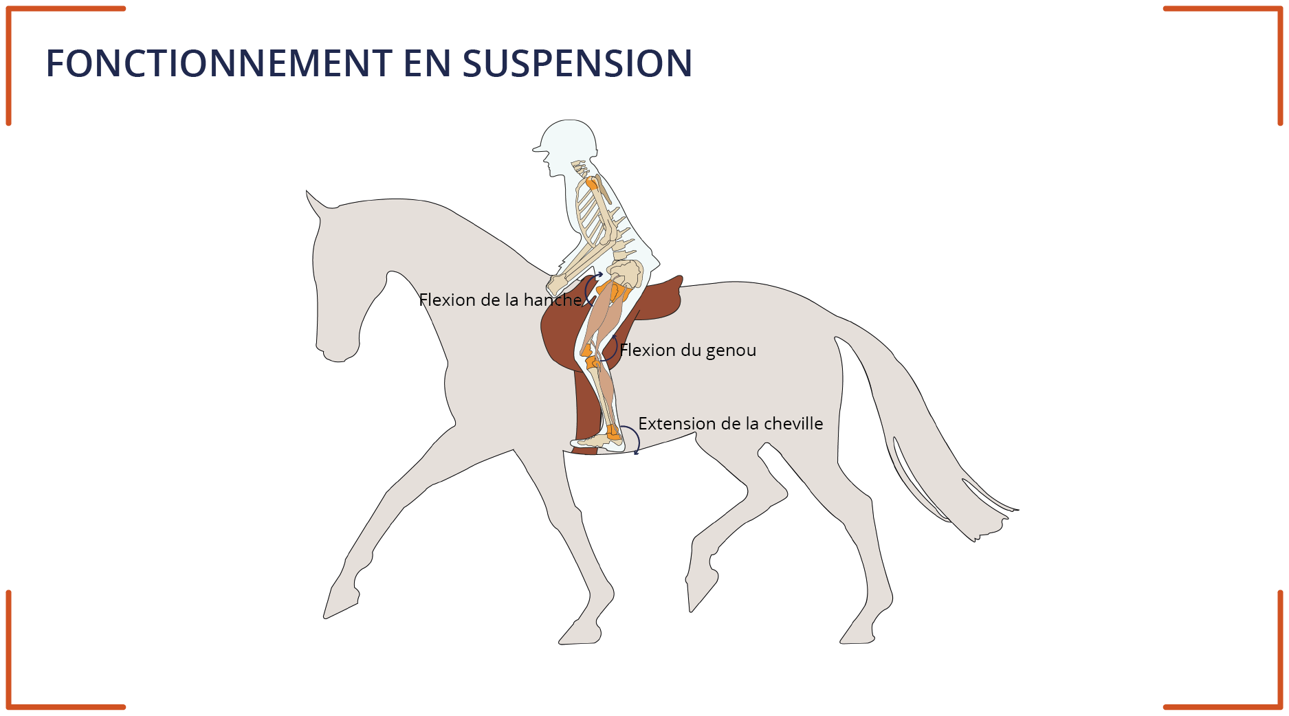 Les clefs du renforcement musculaire pour les cavaliers - HorseLab