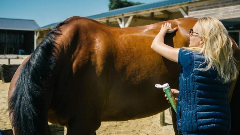 Masseur équin : qui sont-ils, que font-ils ? - HorseLab