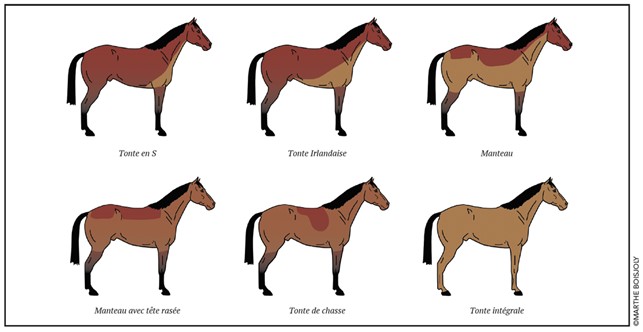 Pourquoi et comment tondre son cheval ? - HorseLab
