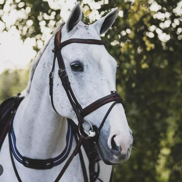 Les plus beaux bridons du marché - HorseLab